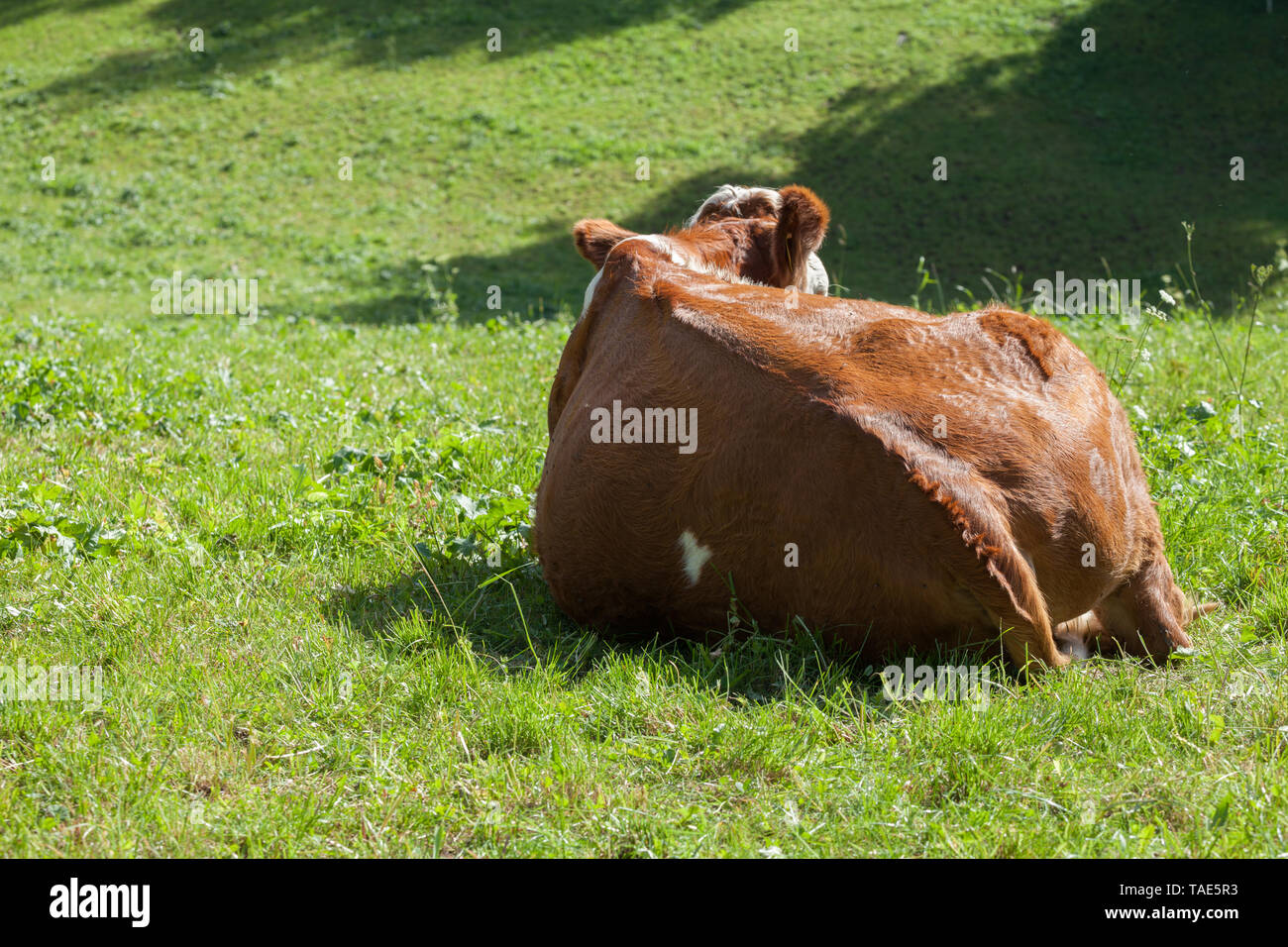 A cow resting in a green pasture in Dolomites area Stock Photo - Alamy