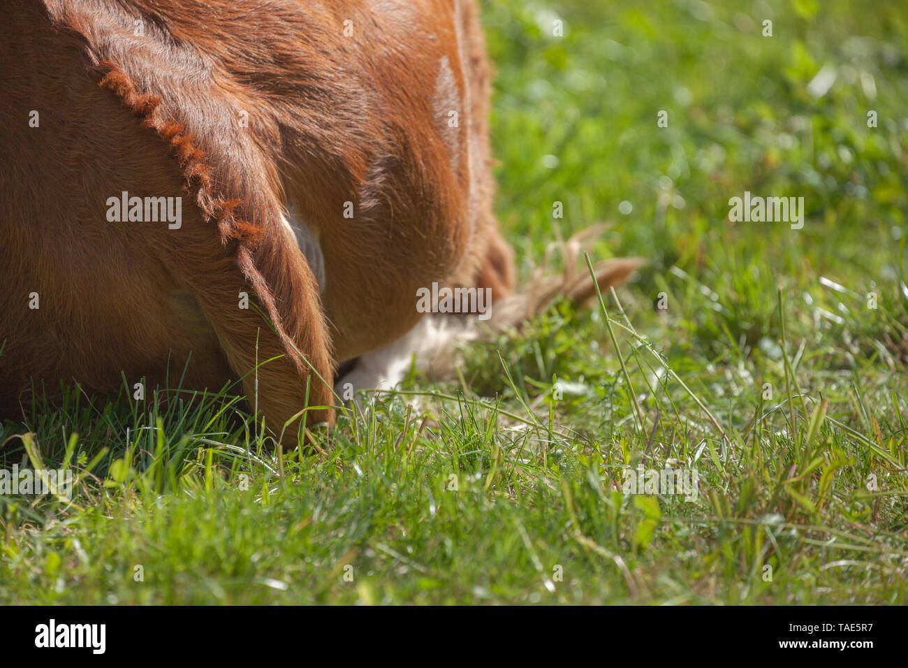A cow resting in a green pasture in Dolomites area Stock Photo - Alamy