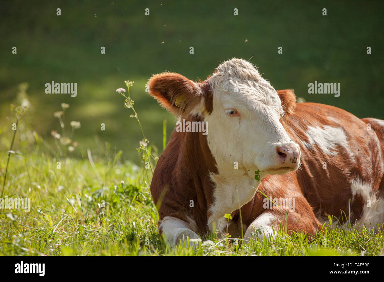 A cow resting in a green pasture in Dolomites area Stock Photo - Alamy