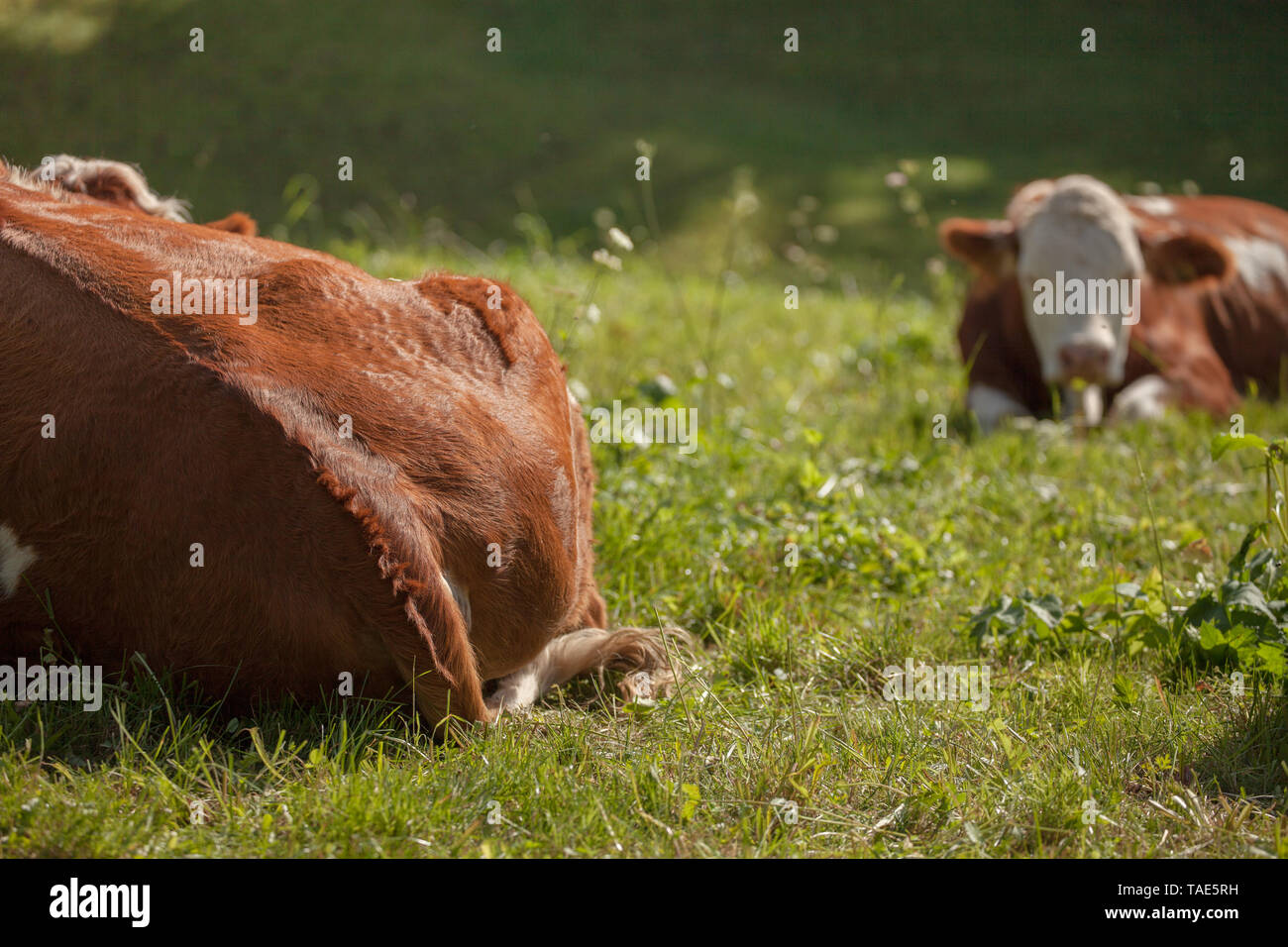 A cow resting in a green pasture in Dolomites area Stock Photo - Alamy
