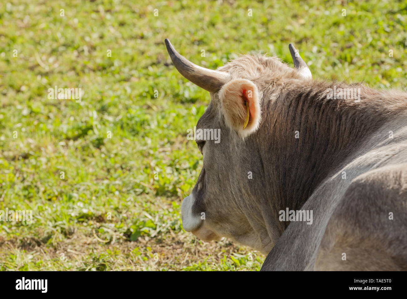 A cow resting in a green pasture in Dolomites area Stock Photo - Alamy