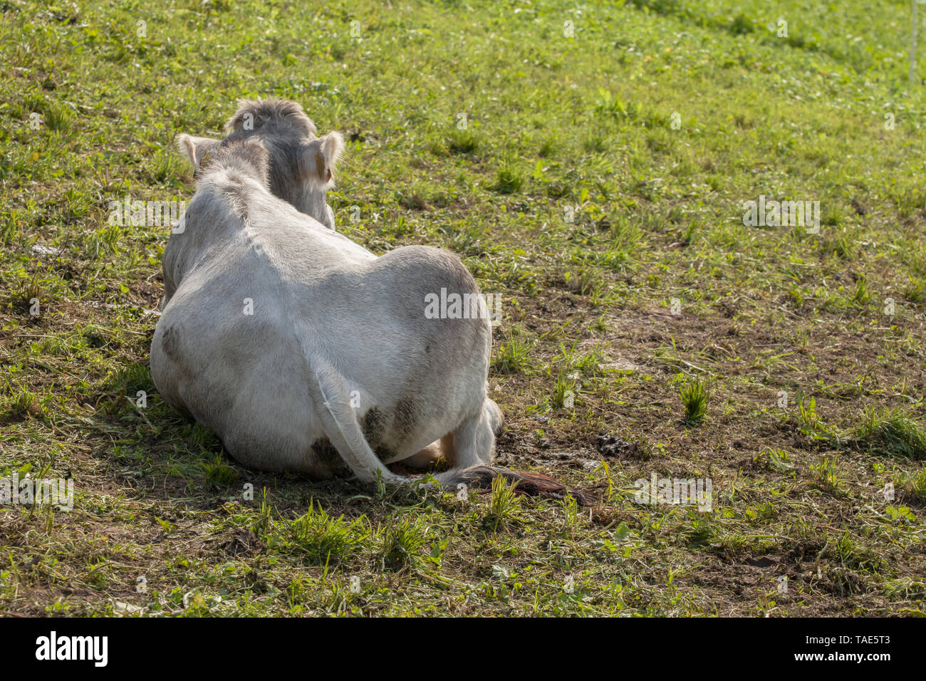 A grey alpine cow resting in a green pasture in Dolomites area Stock ...