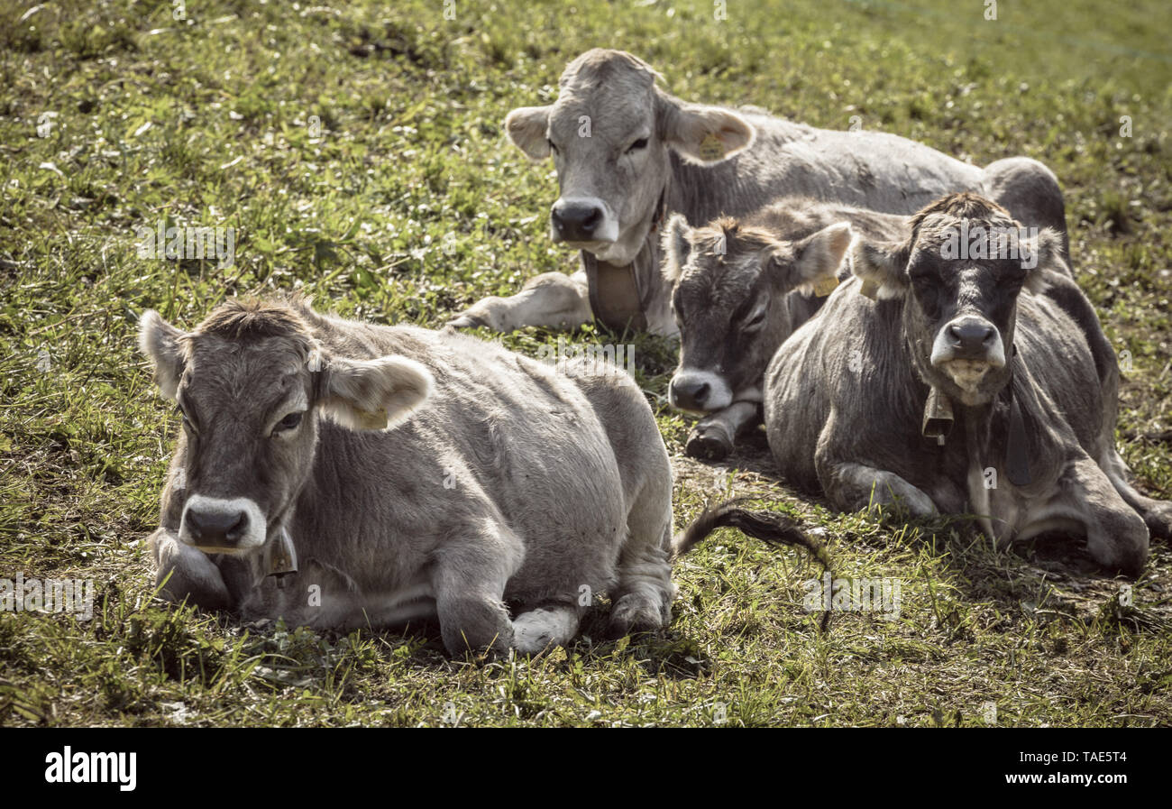 Some alpine grey cows resting in a green pasture in Dolomites area ...