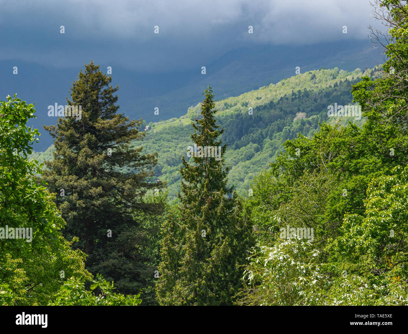 expanse of conifers in alpine landscape with clouded sky. Biella ...