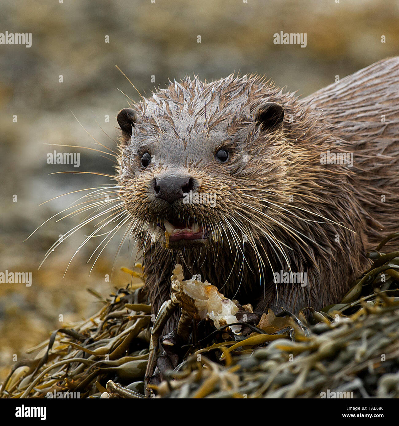 Scottish Coastal Otter, Islay scotland Stock Photo - Alamy