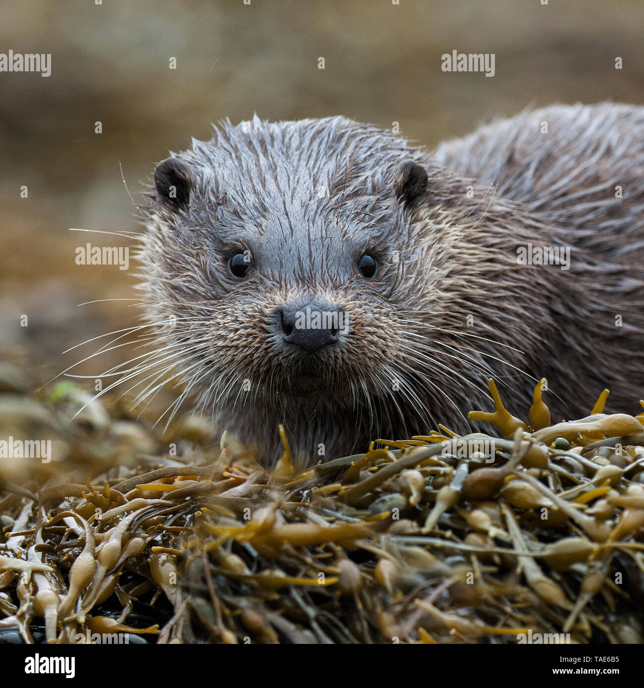 Scottish Coastal Otter, Islay scotland Stock Photo - Alamy