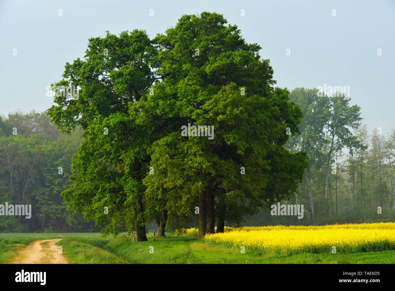 Oak tree in the Aube department (north-eastern France) *** Local ...