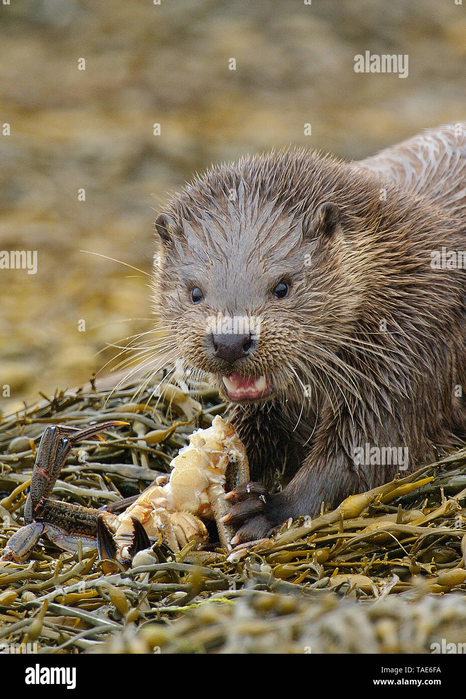 Scottish Coastal Otter, Islay scotland Stock Photo - Alamy