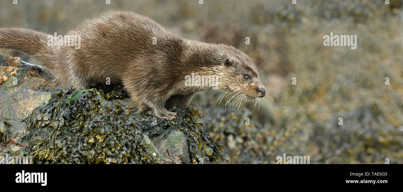 Scottish otters hi-res stock photography and images - Alamy
