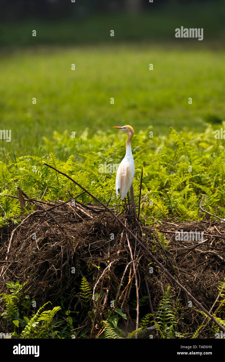 Life cycle of bird hi-res stock photography and images - Alamy