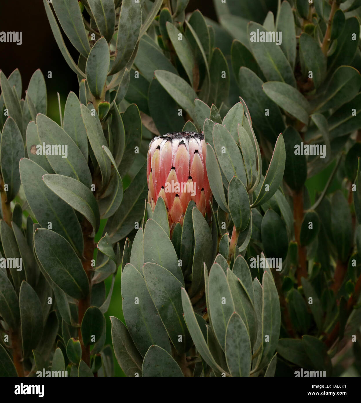 Protea neriifolia, also known as oleanderleaf protea, in bloom in ...