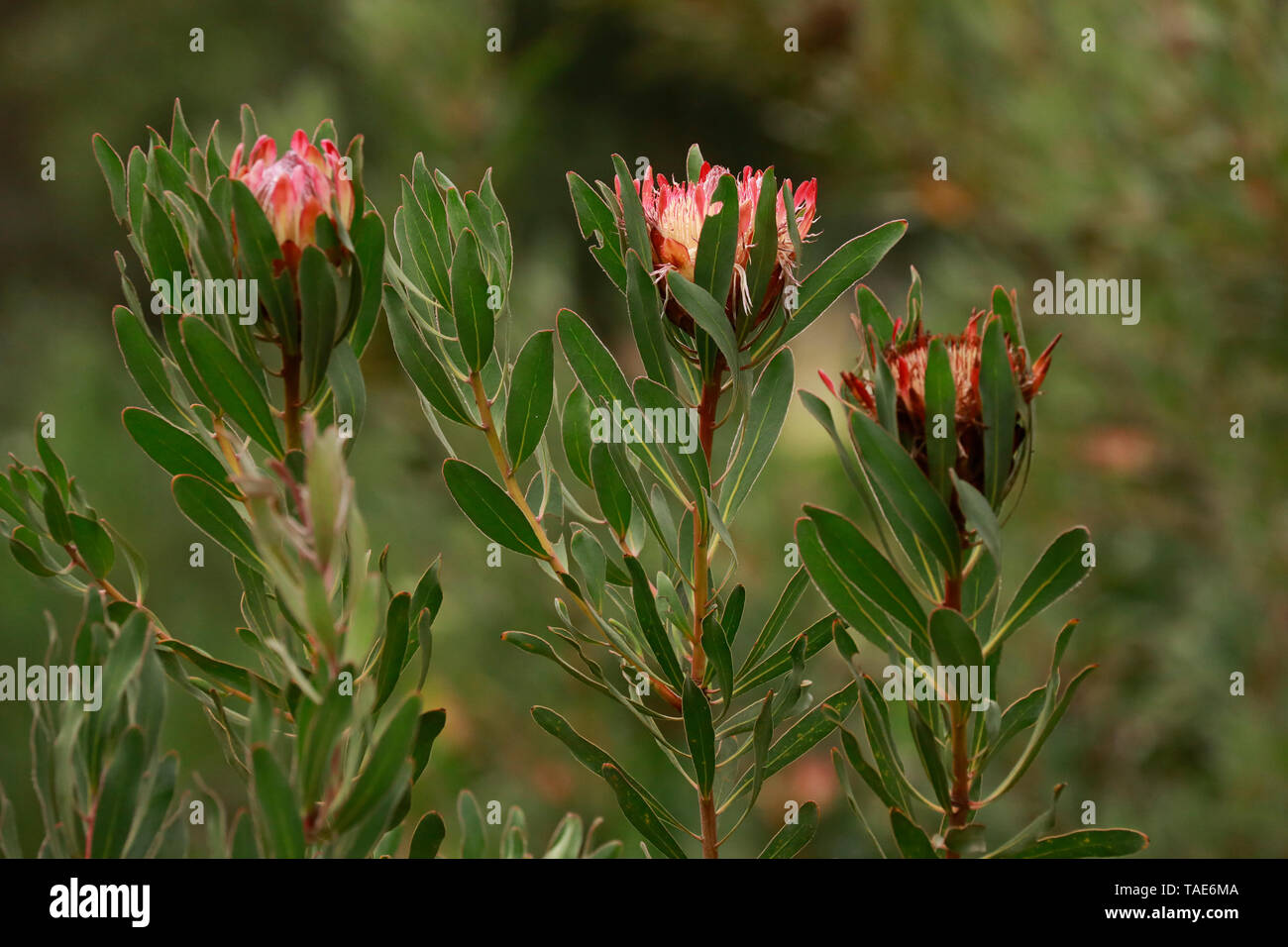 Sugarbush plants (Protea Repens) in the gardens at Spier Estate ...