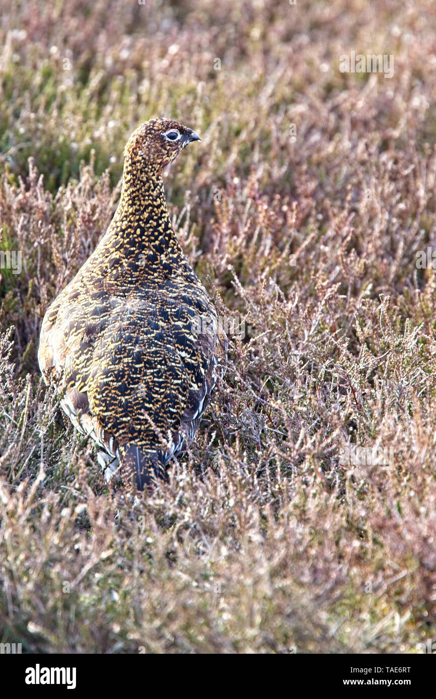 Gouse hi-res stock photography and images - Alamy