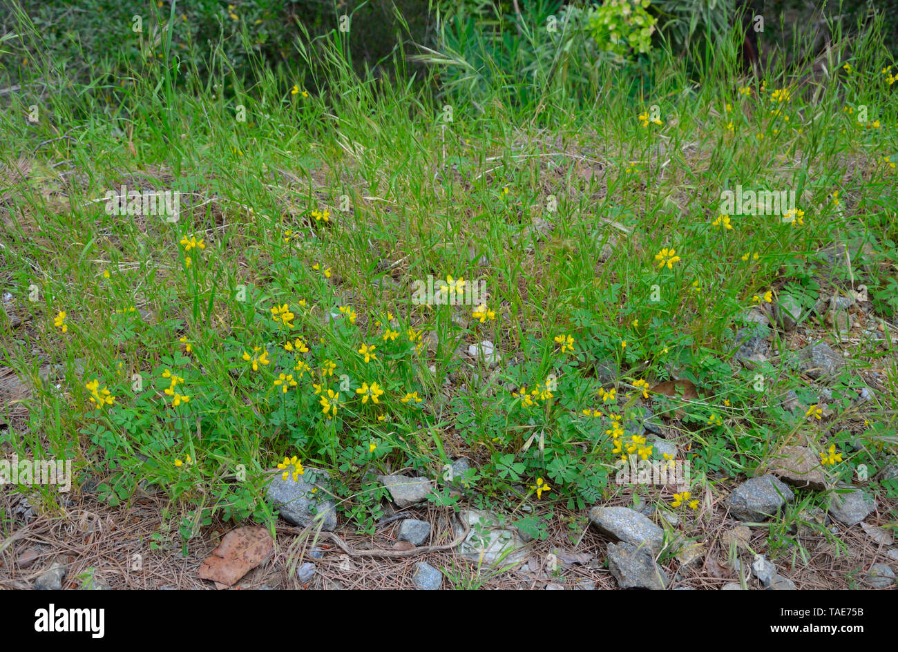Coronilla genus hi-res stock photography and images - Alamy