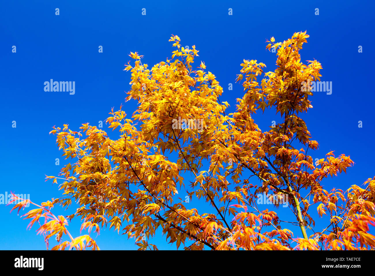 Tree leaves unfurl uk spring hi-res stock photography and images - Alamy