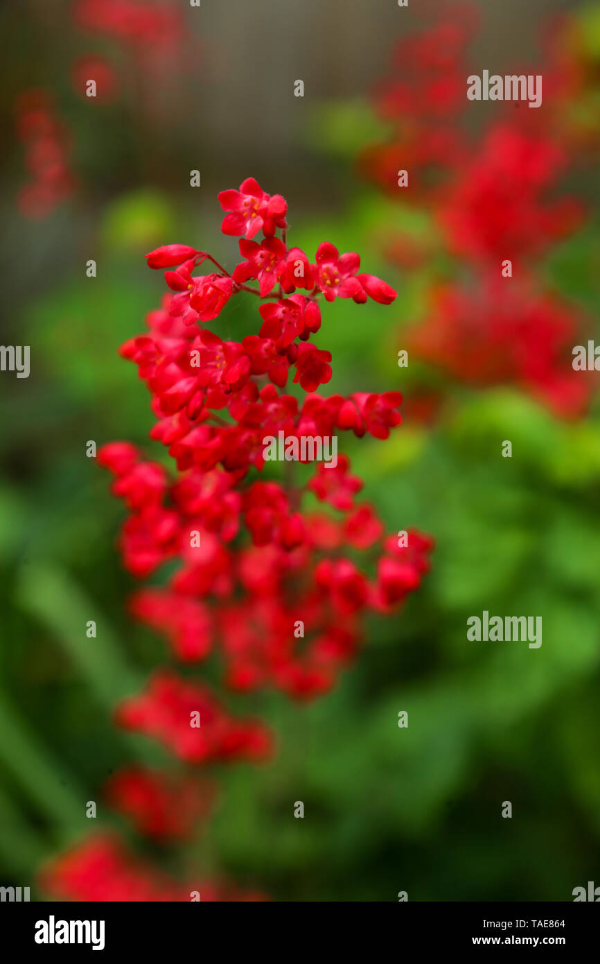 Close up of the red flowers Heuchera sanguinea splendens Stock Photo ...