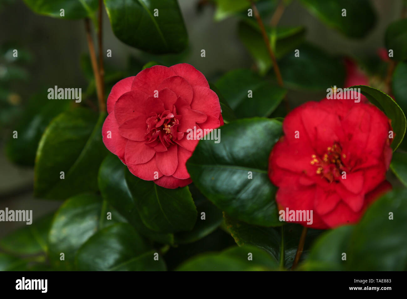 Red Camellia flower (Camellia reticulata Stock Photo - Alamy