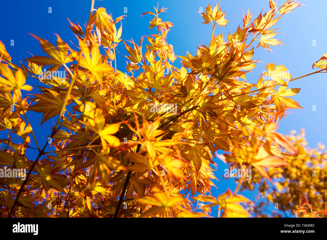 Tree leaves unfurl uk spring hi-res stock photography and images - Alamy