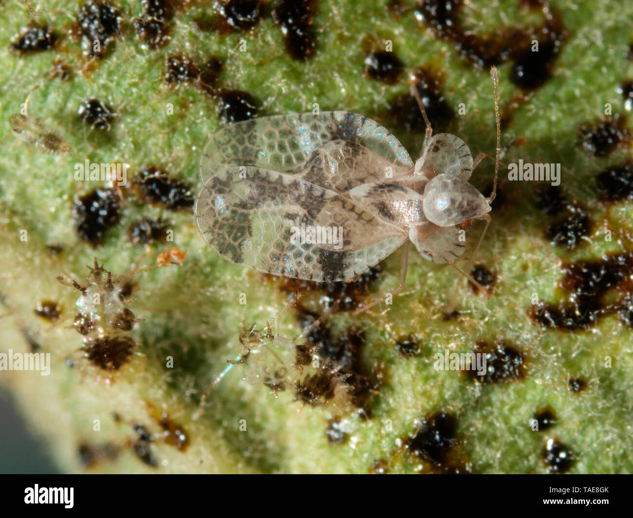 Pear Lace Bug (Stephanitis pyri). Note all black spots that produce ...