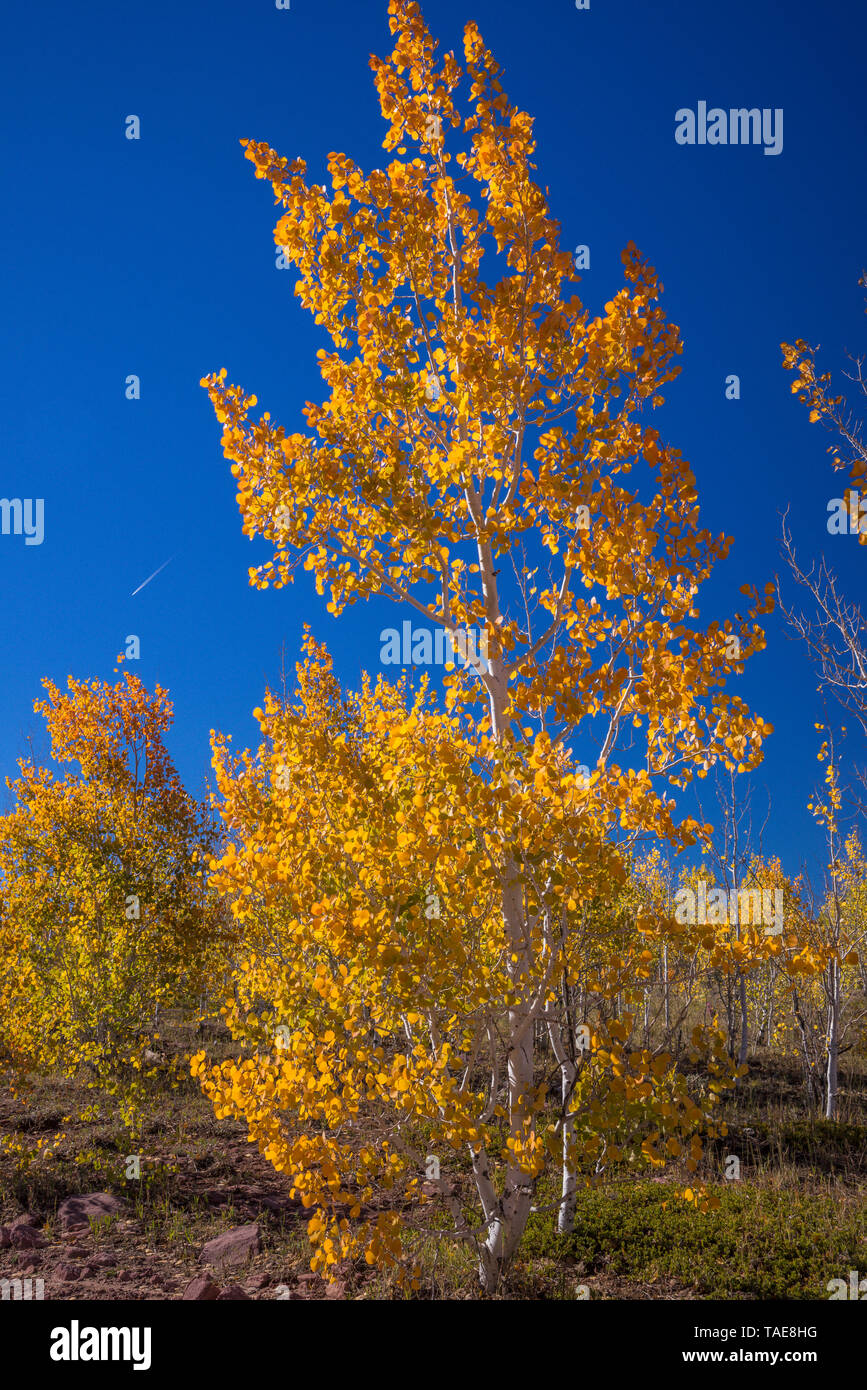 Quaking aspen (Populus tremuloides) in fall Stock Photo - Alamy