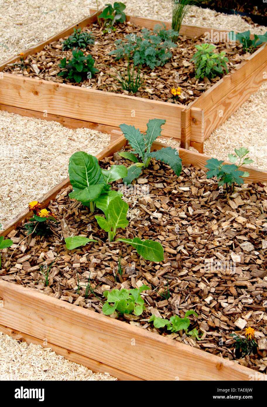 Square vegetable garden in town with aromatic mulch Stock Photo - Alamy