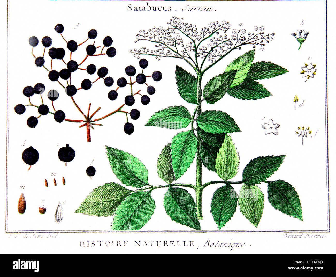 Sambucus sp hi-res stock photography and images - Alamy