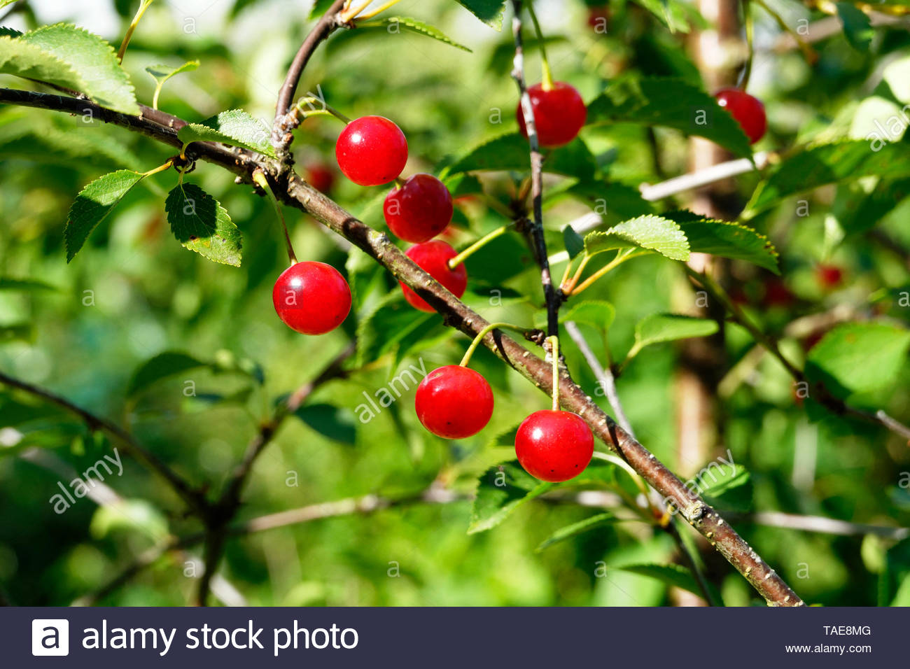 Dwarf Cherry Tree Stock Photos & Dwarf Cherry Tree Stock Images - Alamy