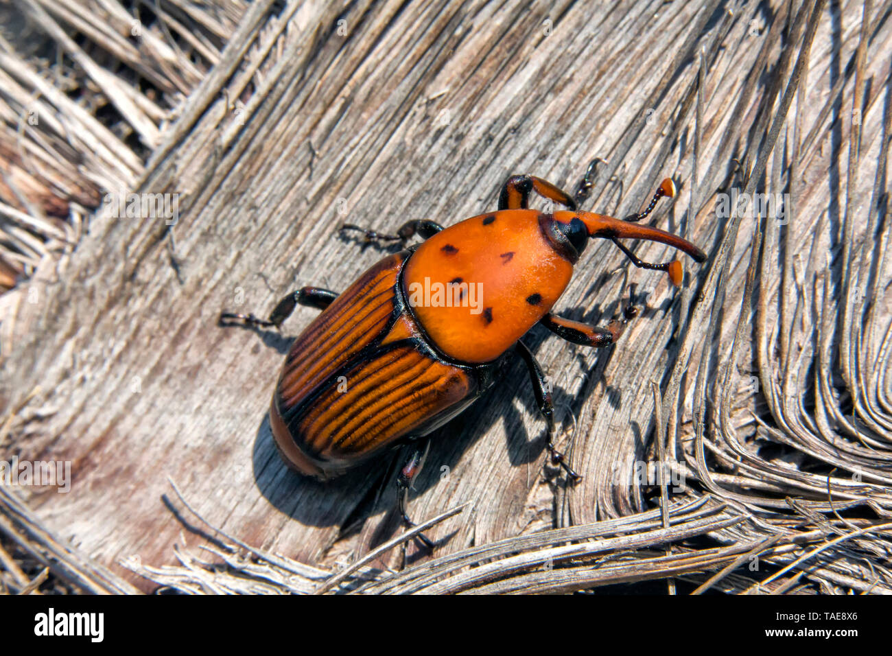 Red palm weevil (Rhynchophorus ferrugineus) climbing on the trunk of a ...
