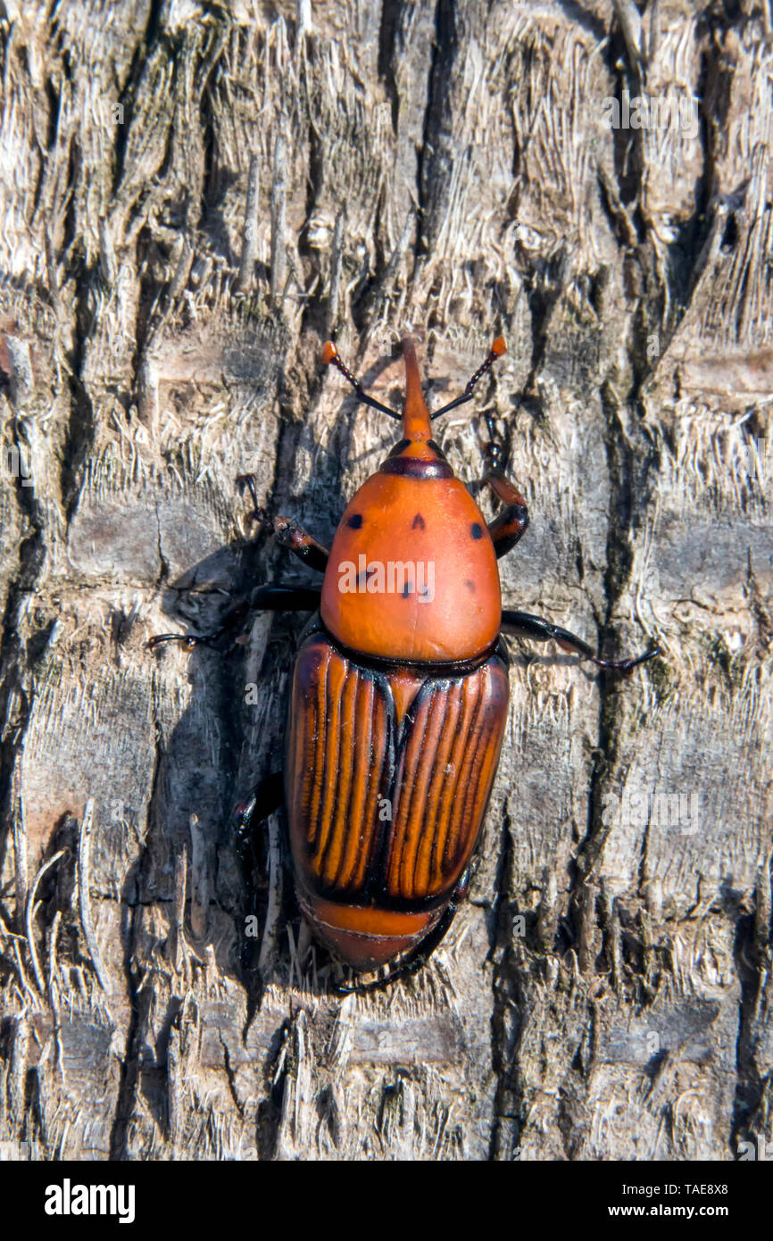 Rhynchophorus i hi-res stock photography and images - Alamy