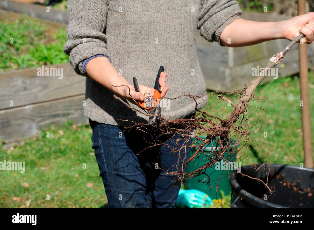 Lasagna bed ; plant fruits in lasagna bed. In soils that are poor ...