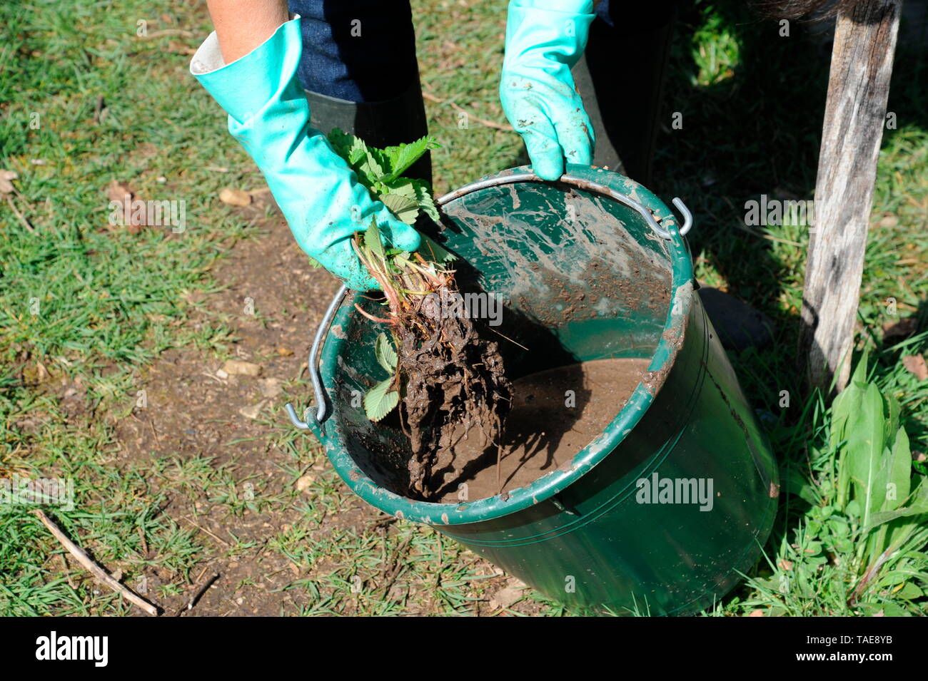 Lasagna bed ; plant fruits in lasagna bed. In soils that are poor ...