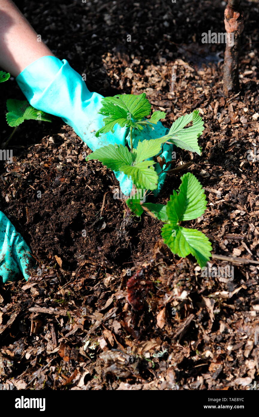 Lasagna bed ; plant fruits in lasagna bed. In soils that are poor ...