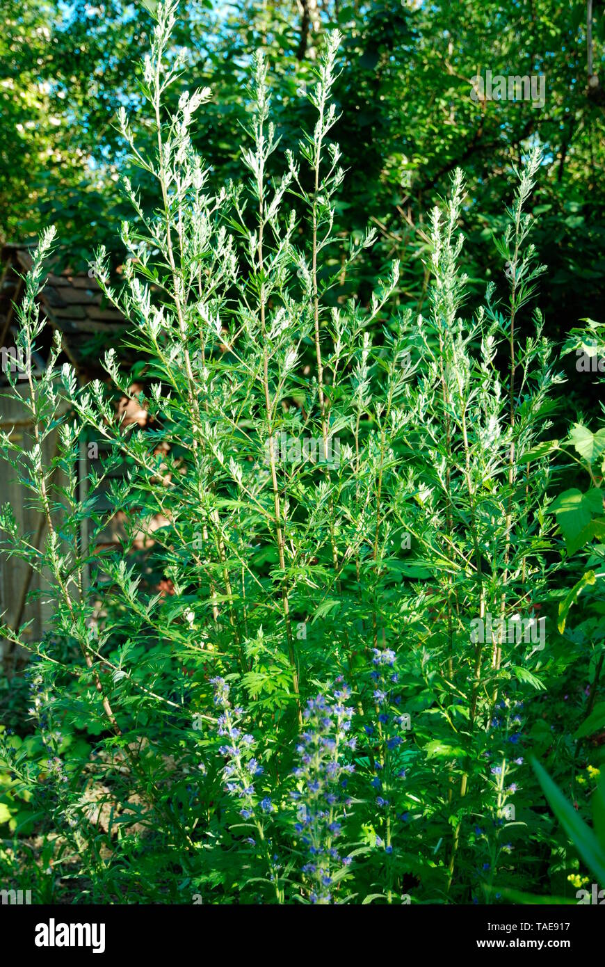 Artemisia absinthium hi-res stock photography and images - Alamy