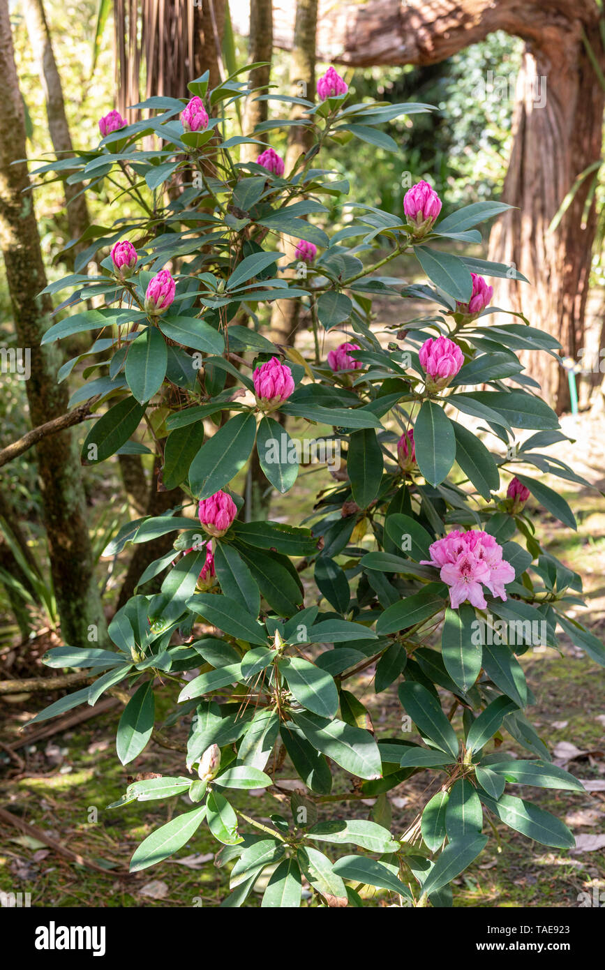 Rhododendron pink pearl, spring, Cotentin, France Stock Photo - Alamy
