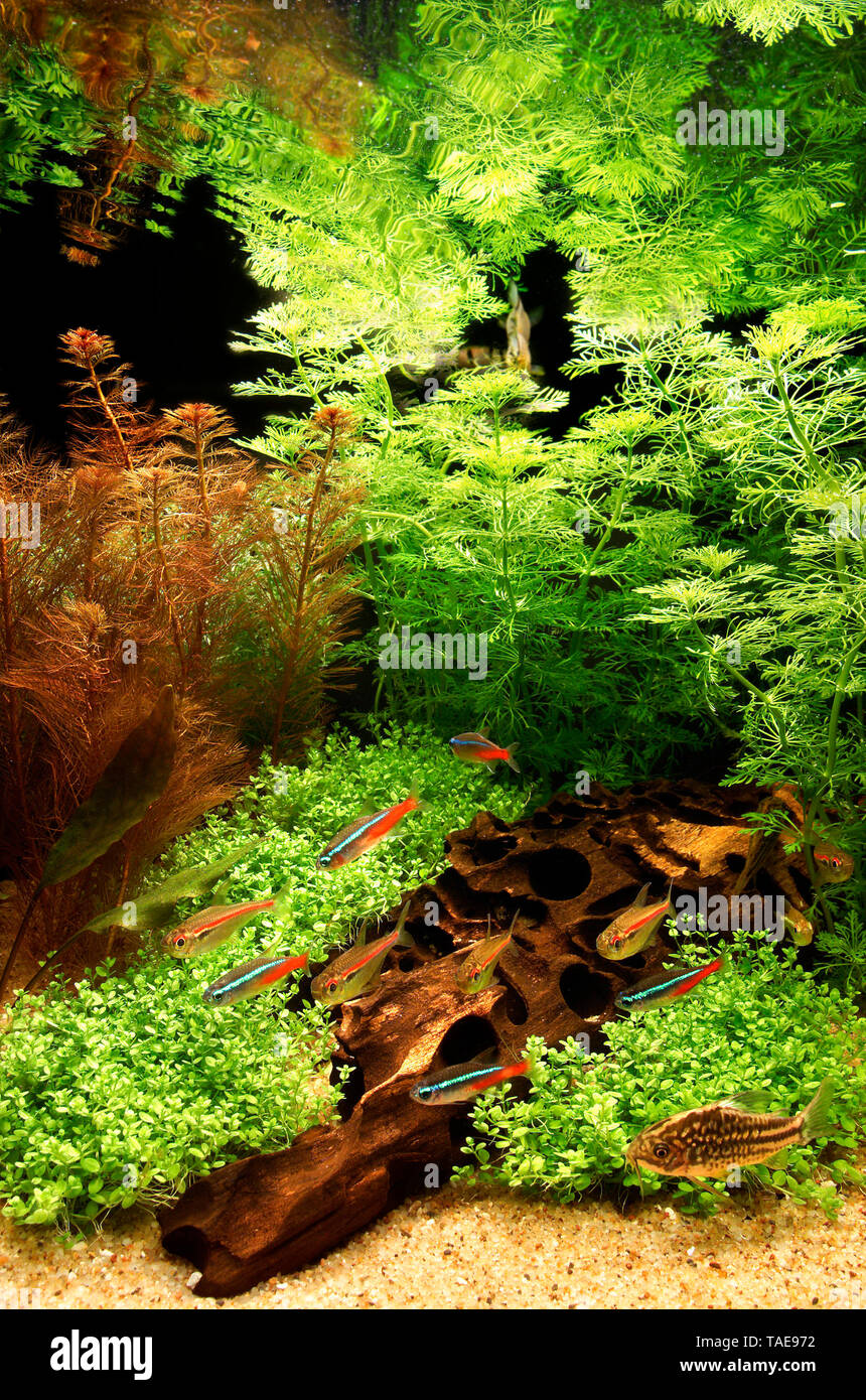 Neon tetras (Paracheirodon innesi), Flag tetras (Hyphessobrycon ...