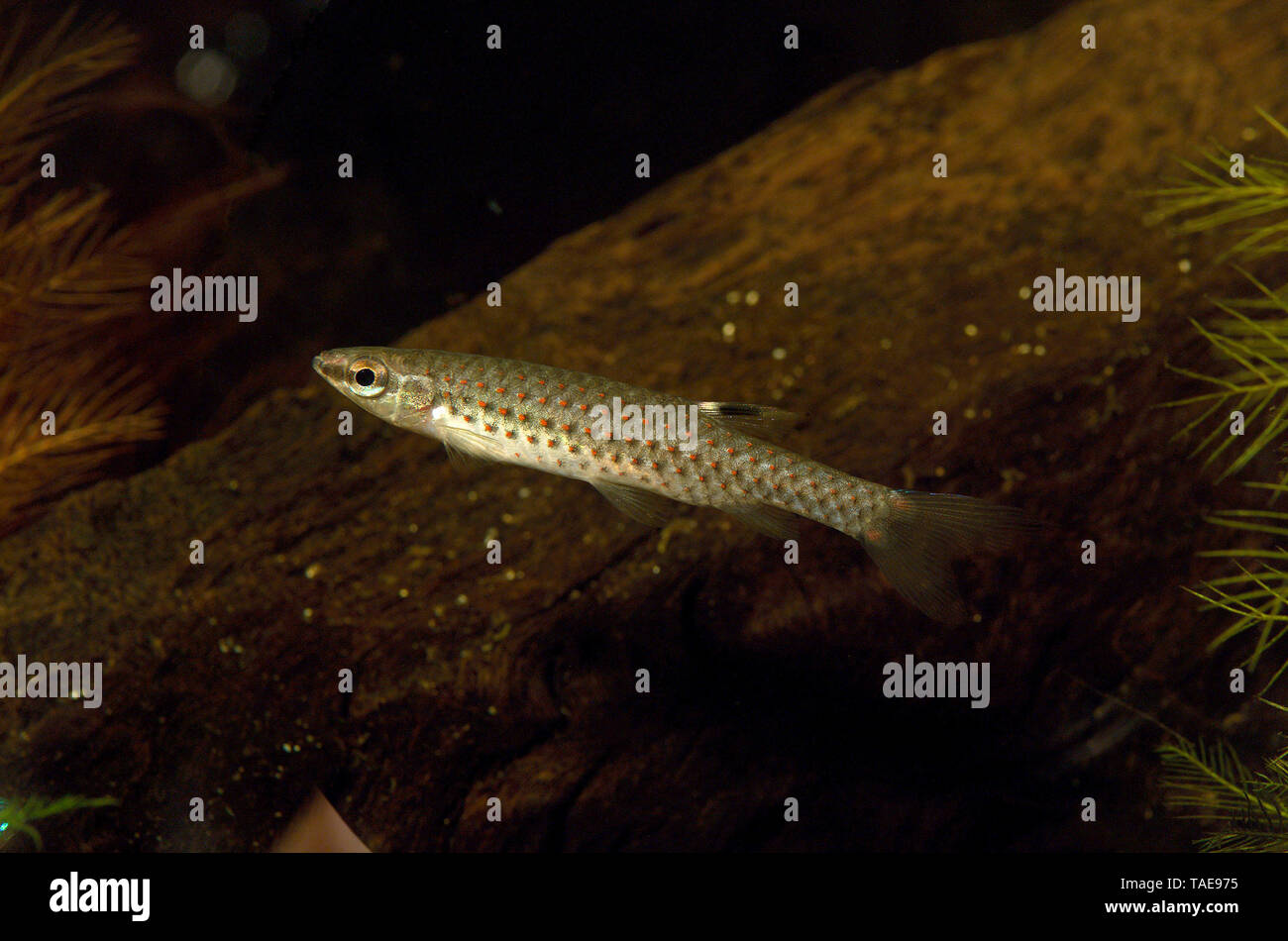 Spotted tetra (Copella sp Stock Photo - Alamy