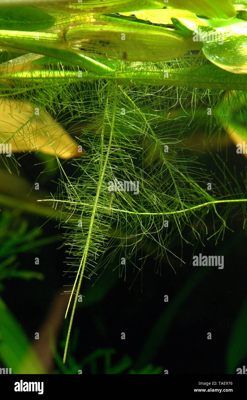 Agronomy asian hi-res stock photography and images - Alamy