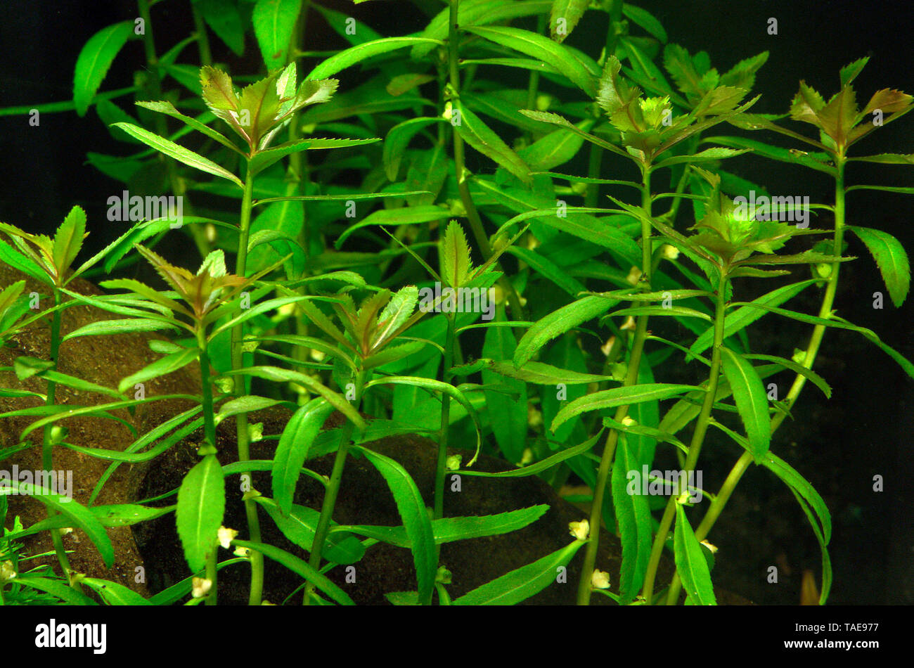 Mermaidweed (Proserpinaca palustris) in aquarium Stock Photo - Alamy