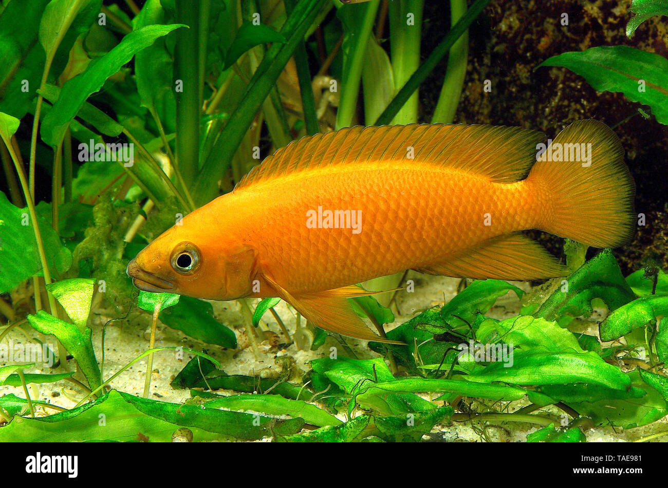 Neolamprologus leleupi hi-res stock photography and images - Alamy