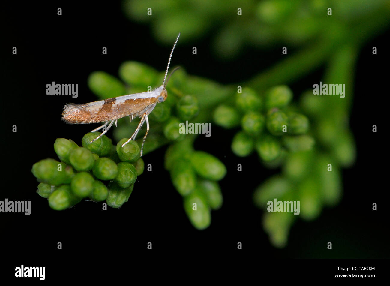 Cherry Fruit Moth (Argyresthia pruniella) gardens and orchards, Côtes d ...