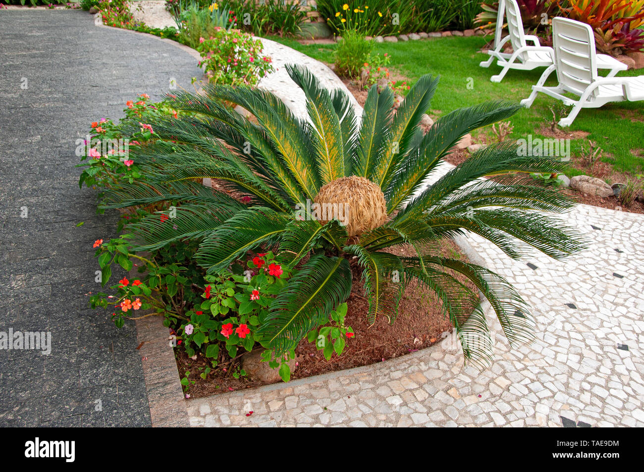 Plant the cycas in a garden Stock Photo - Alamy