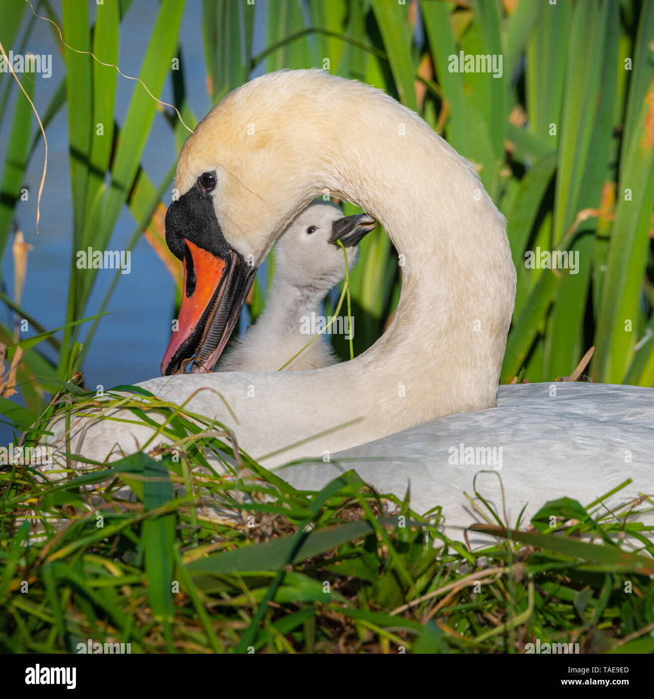 Cygnet care hi-res stock photography and images - Alamy
