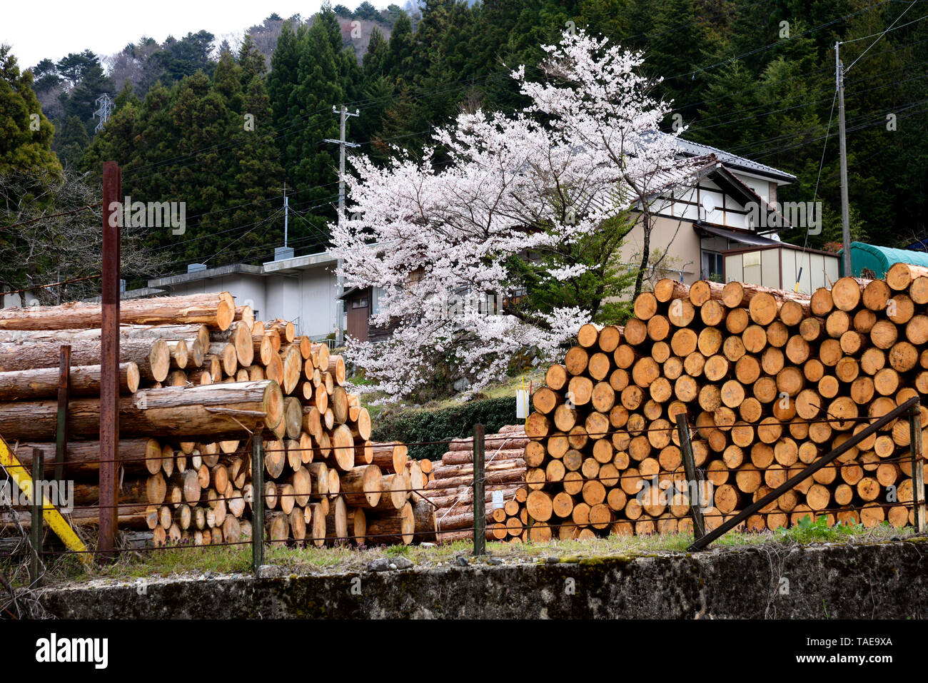 Timber greenhouse hi-res stock photography and images - Alamy