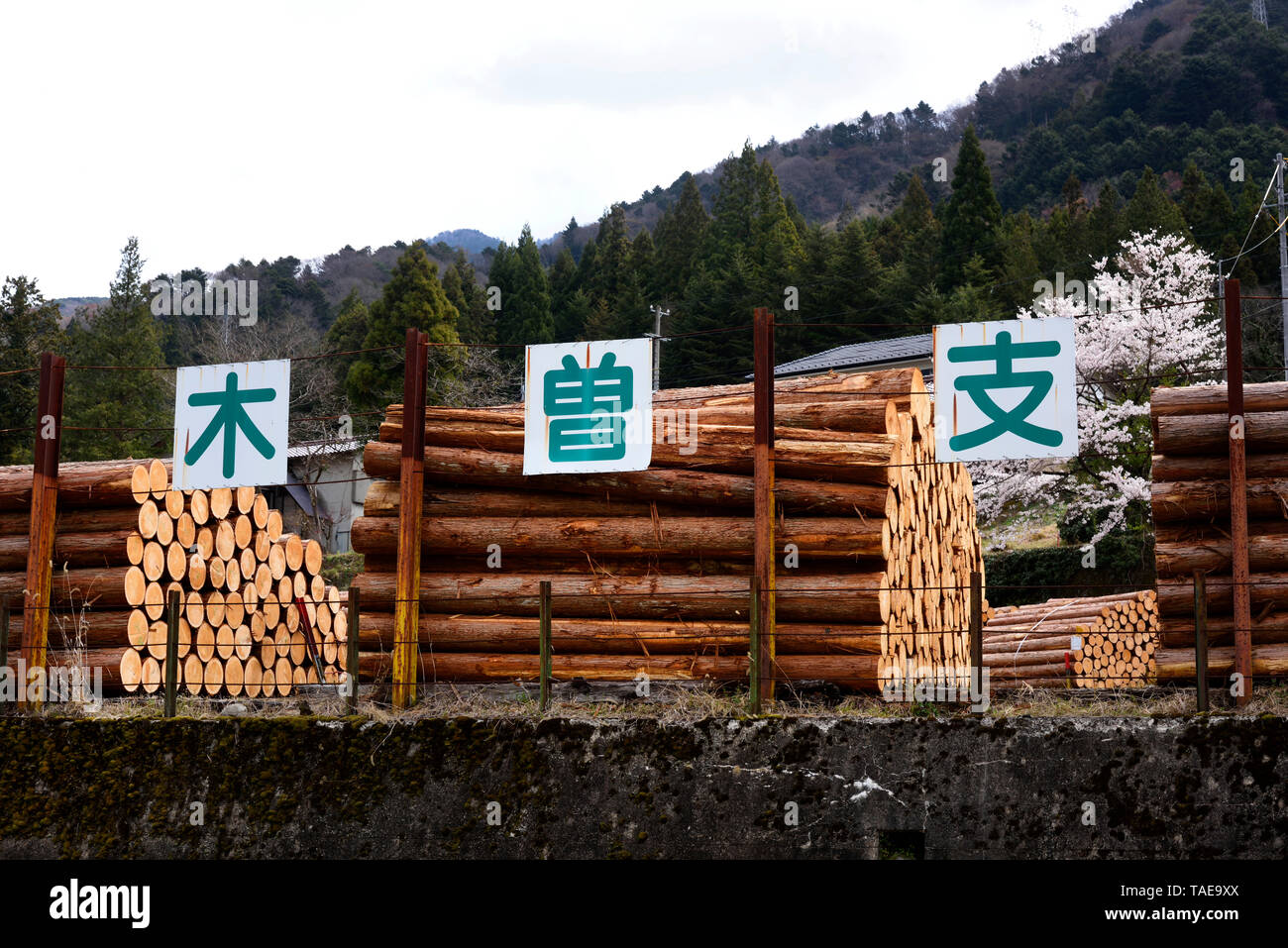 timber yard Japan Stock Photo - Alamy