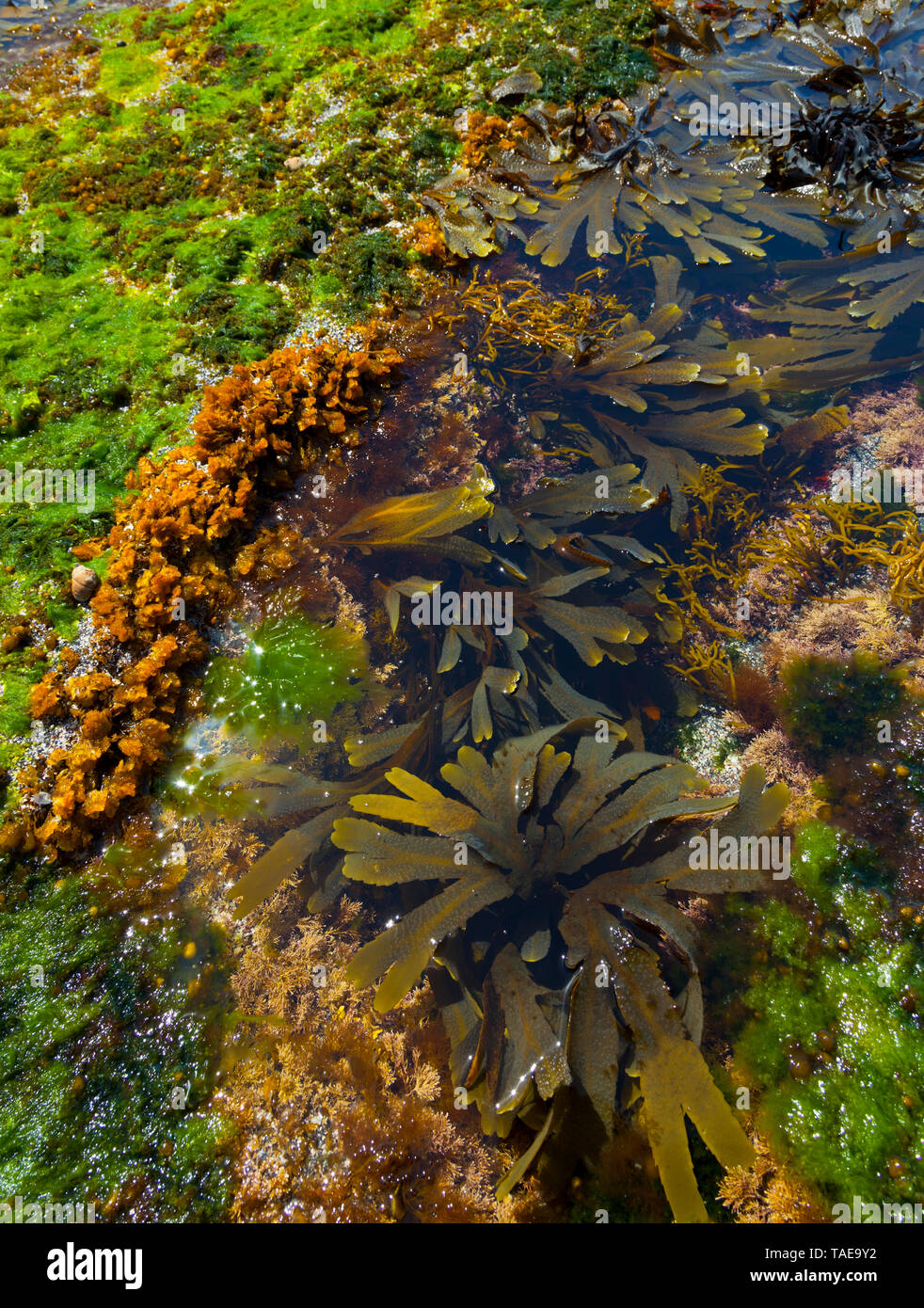 West Coast. Inisheer Island - Inis Oirr. Aran Islands, Galway County ...