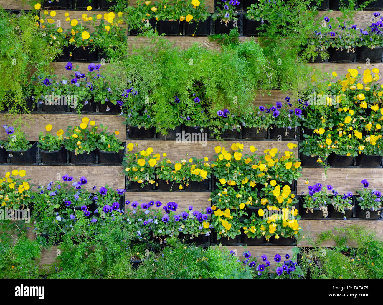 How to make a living wall hi-res stock photography and images - Alamy