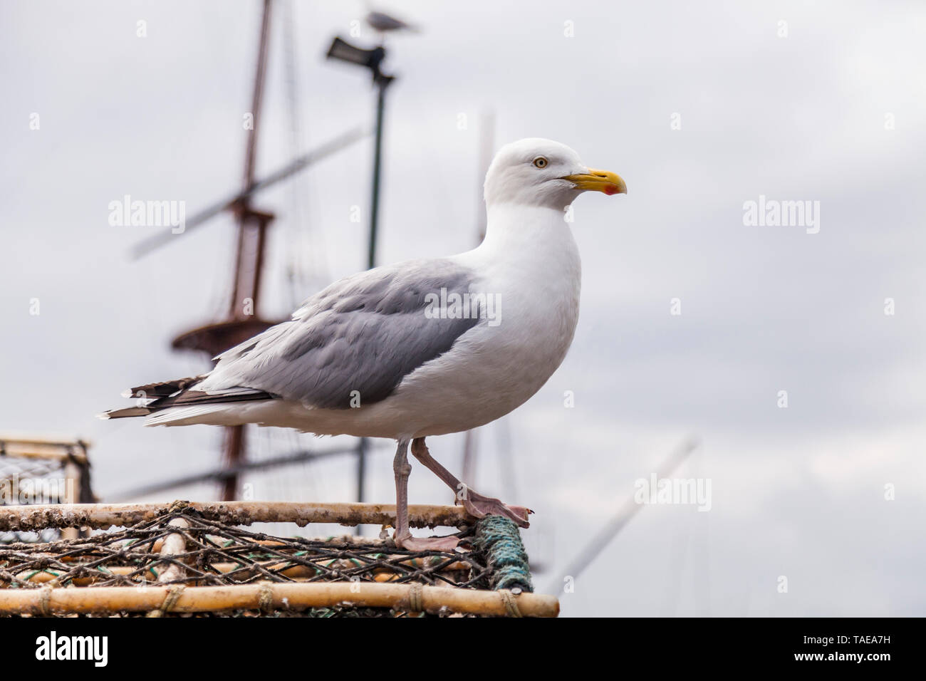 Whitby wildlife hi-res stock photography and images - Alamy