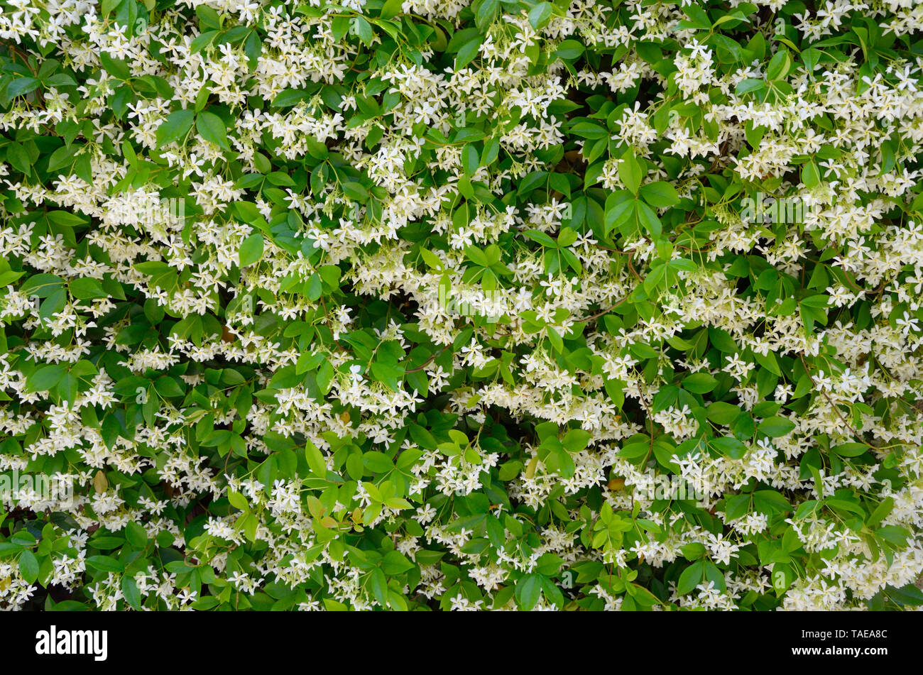 Jasminum Grandiflorum Wall Spanish Jasmine Royal Jasmine Catalan