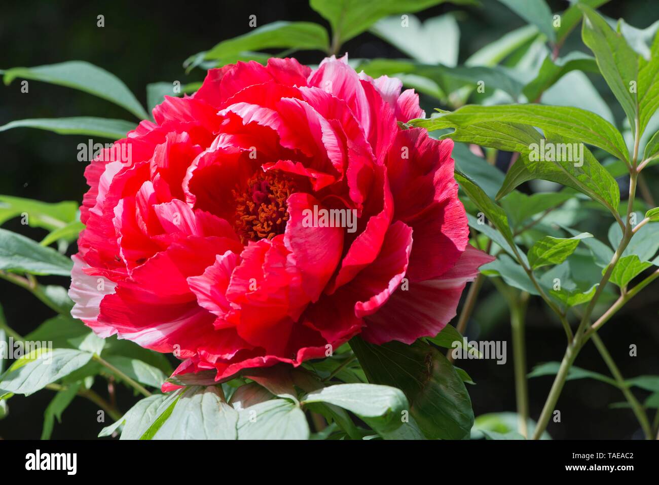Red peony paeonia suffruticosa shima nishiki hi-res stock photography ...