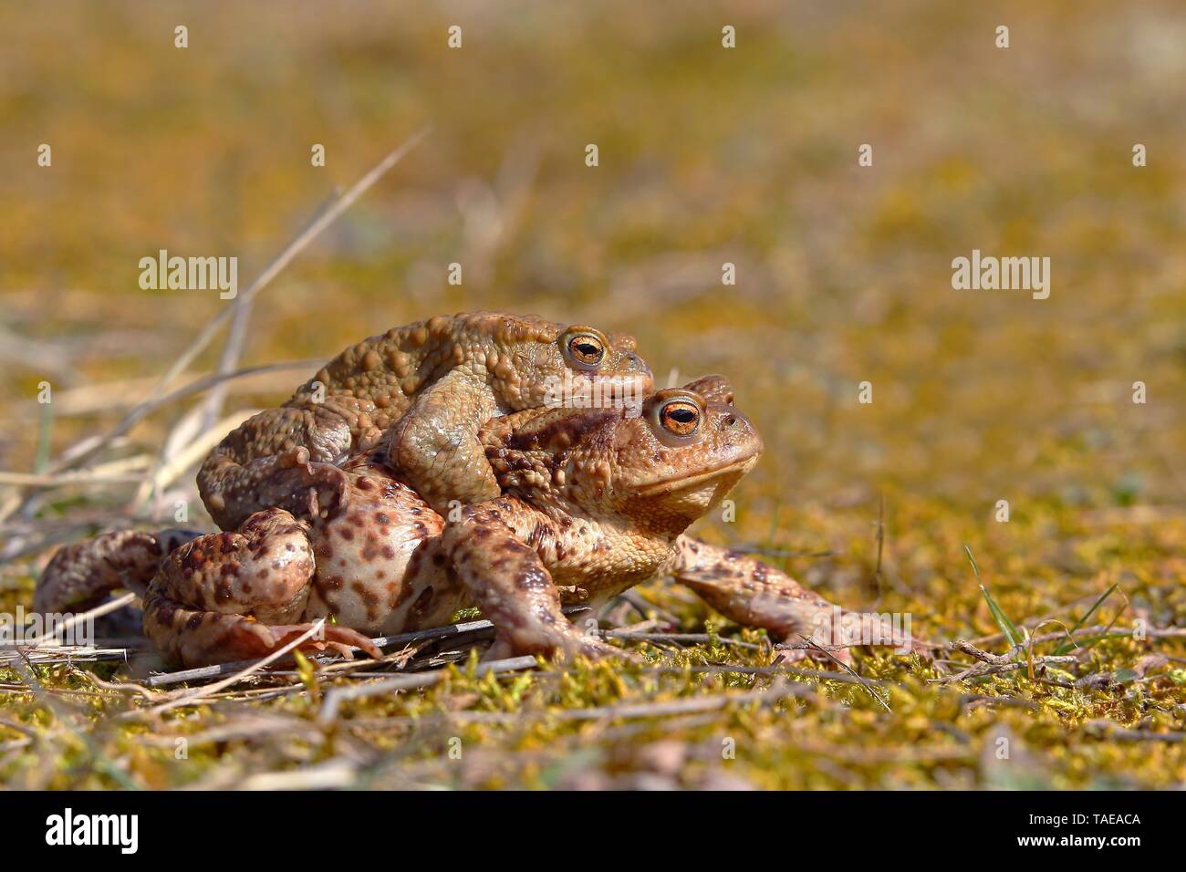 Common toads (Bufo bufo) in mating season, pair at toad migration ...